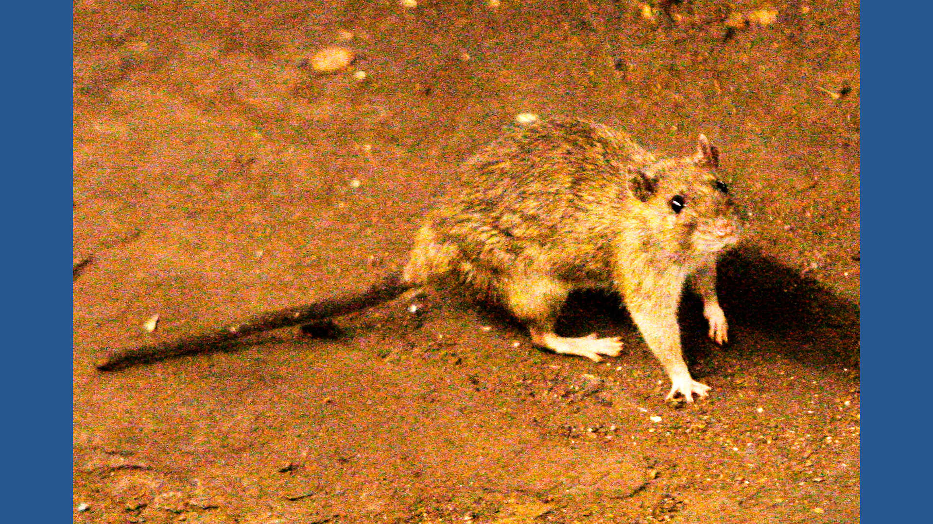 A suspected hantavirus outbreak on a cruise ship in the Atlantic Ocean ...