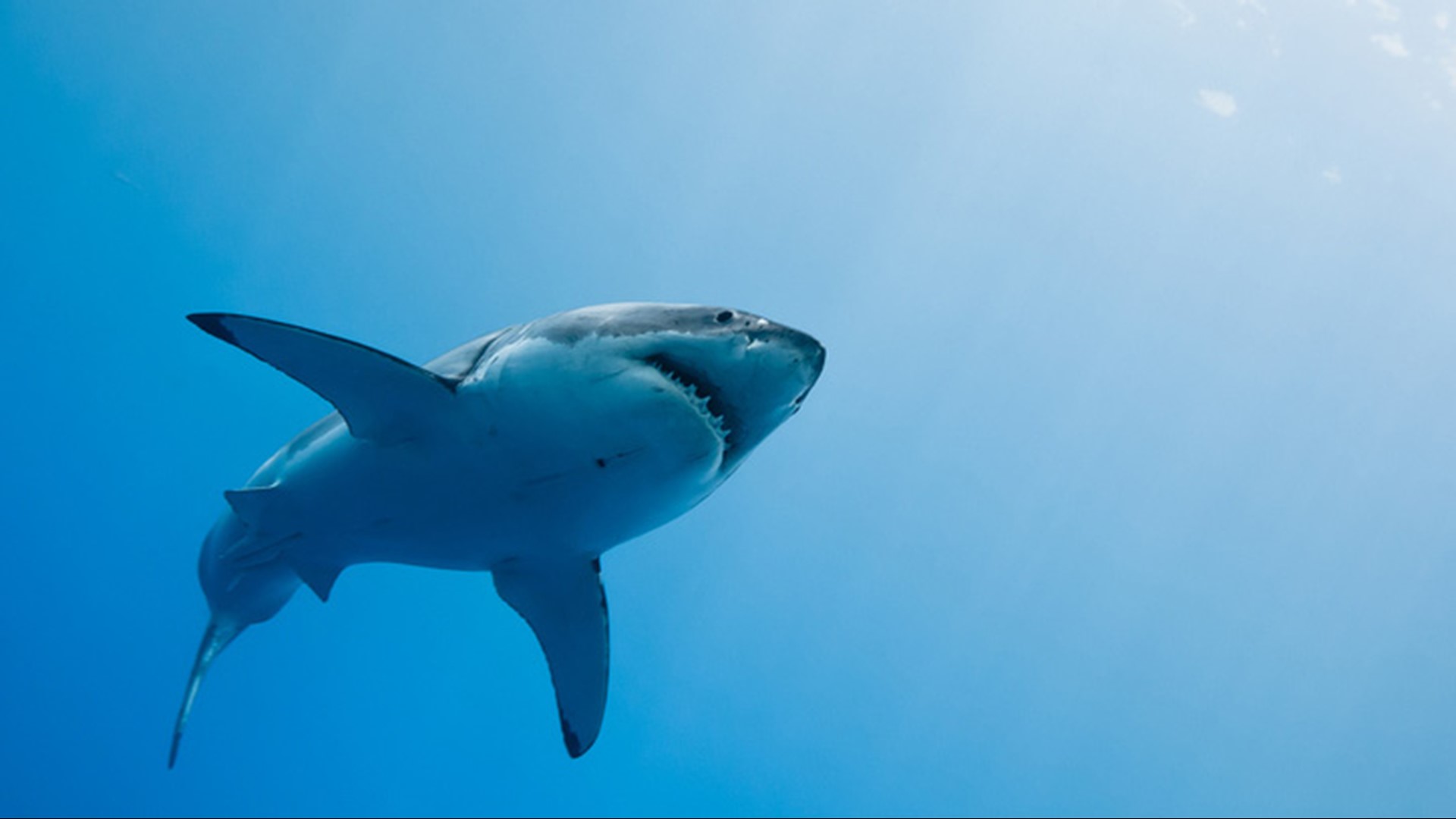 Man handles shark with bare hands in Delaware beach video | wusa9.com
