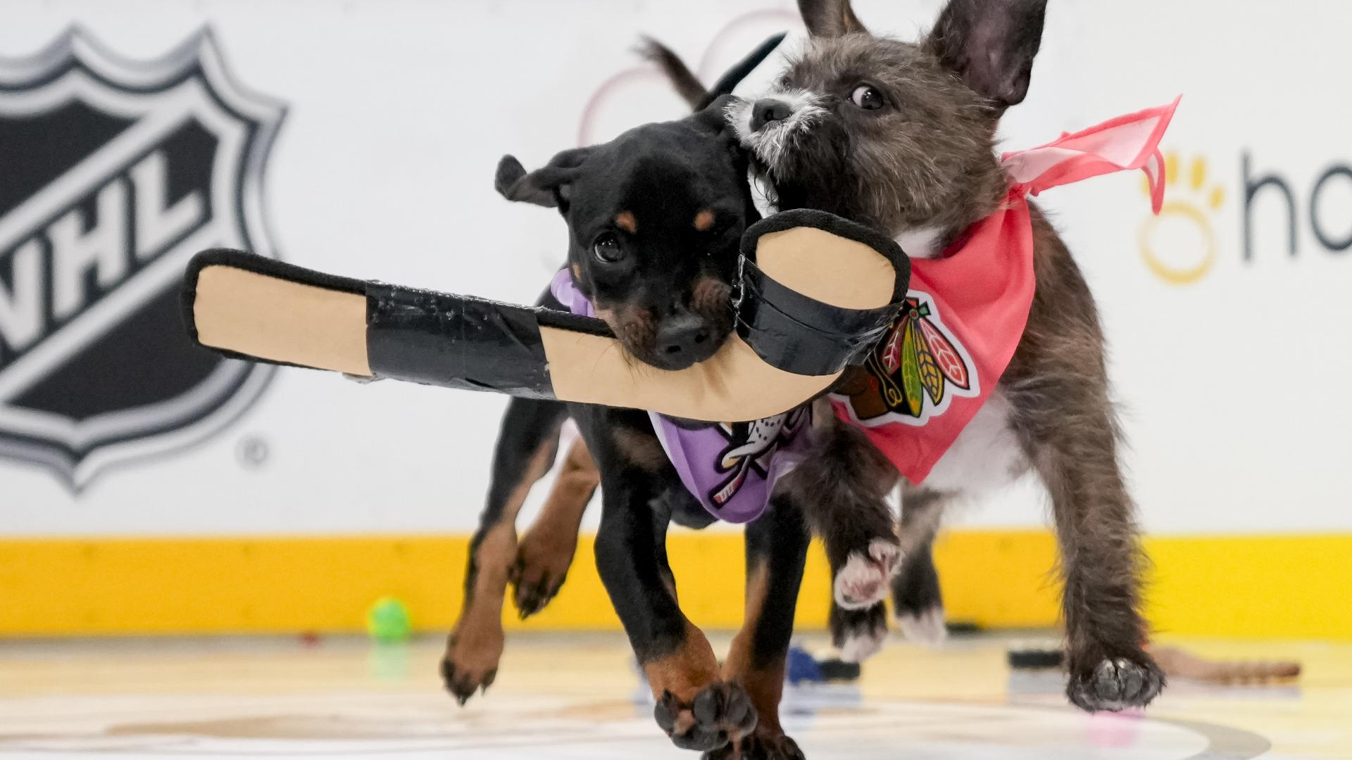 NHL's 'Stanley Pup,' featuring 32 dogs competing, is back for a third ...