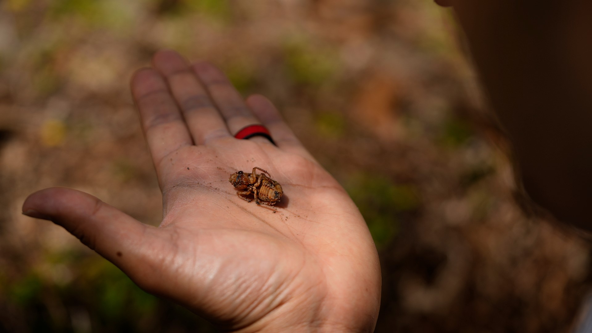 Cicada invasion: Trillions of cicadas will swarm US this spring | wusa9.com