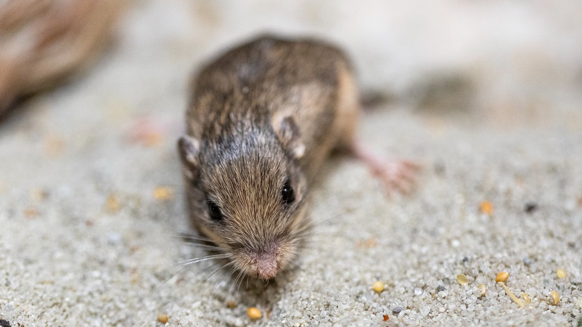 Oldest mouse? San Diego zoo mouse gets Guinness World Record | wusa9.com