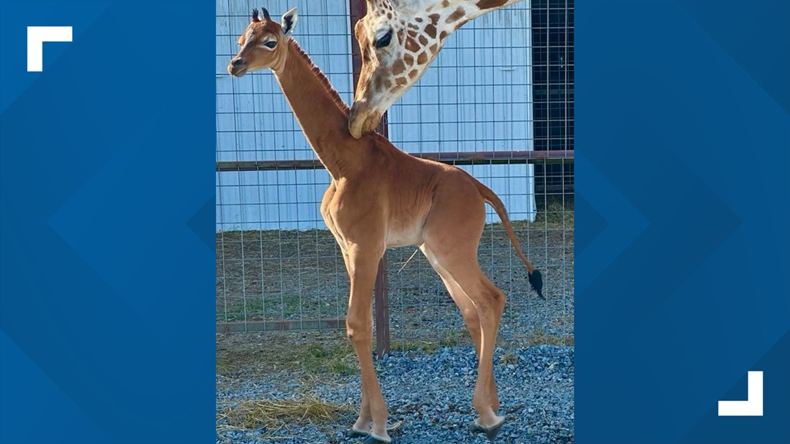 Spotless giraffe born at Tennessee zoo, how to help name her | wusa9.com