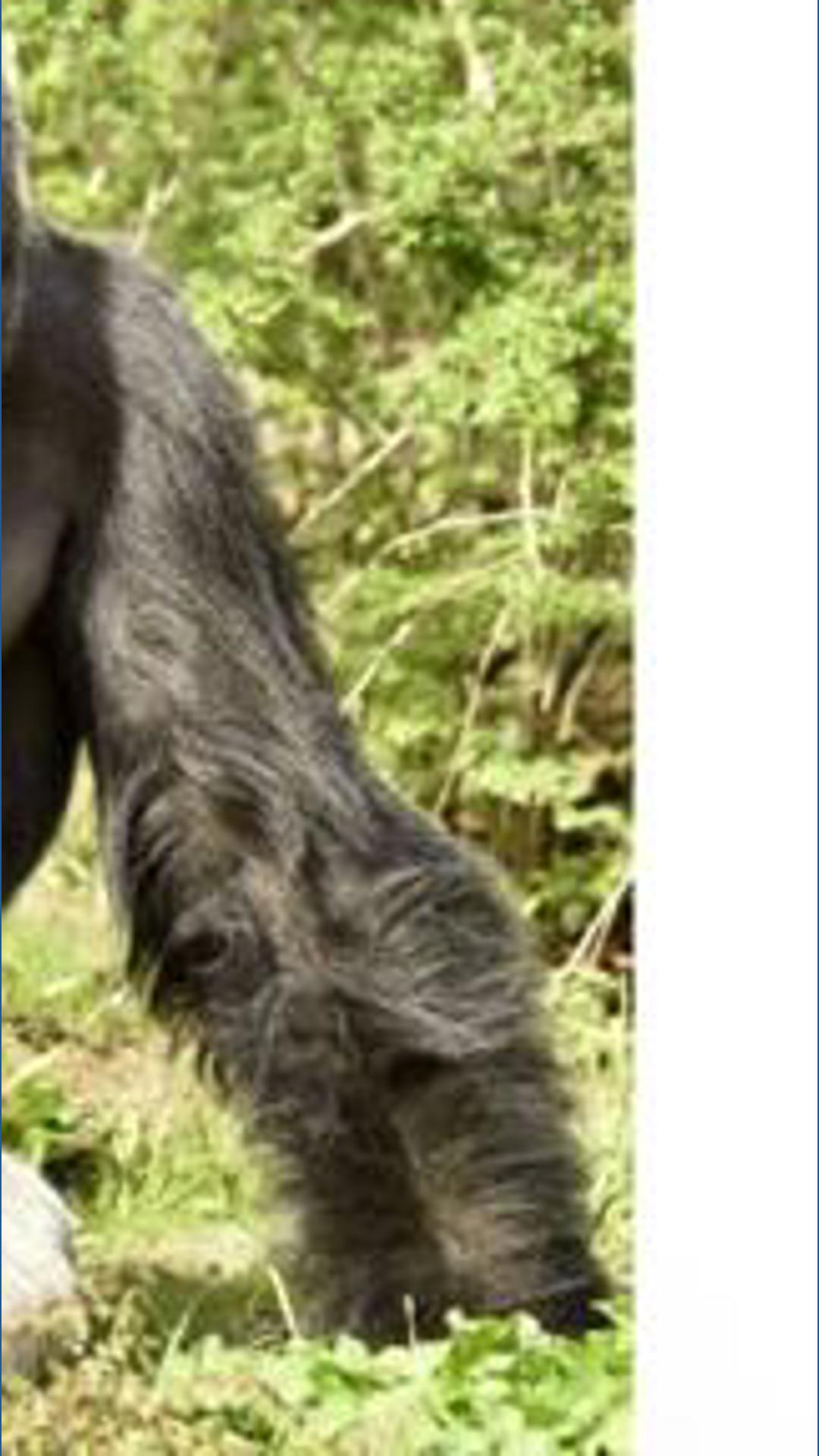 Harambe’s legacy lives on 10 years after zoo shooting sparked internet ...