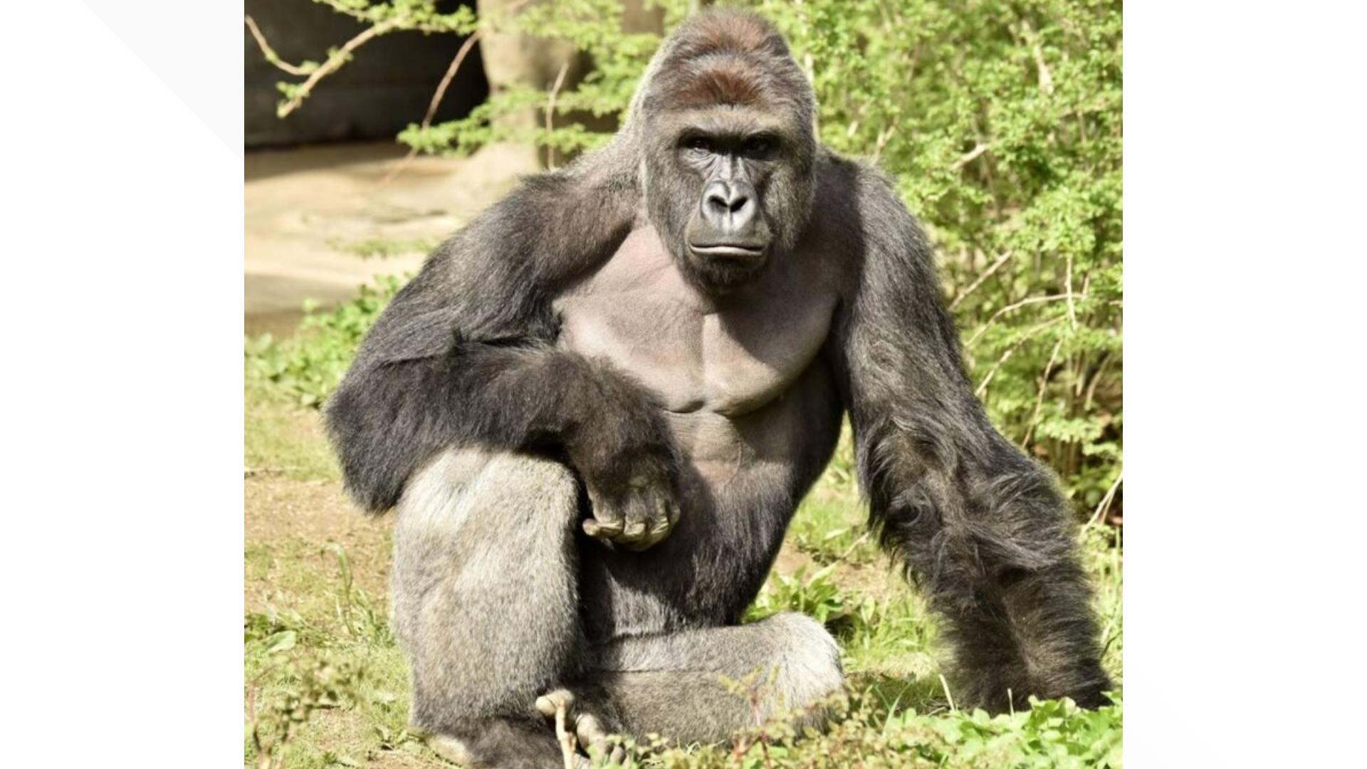 Harambe’s legacy lives on 10 years after zoo shooting sparked internet ...