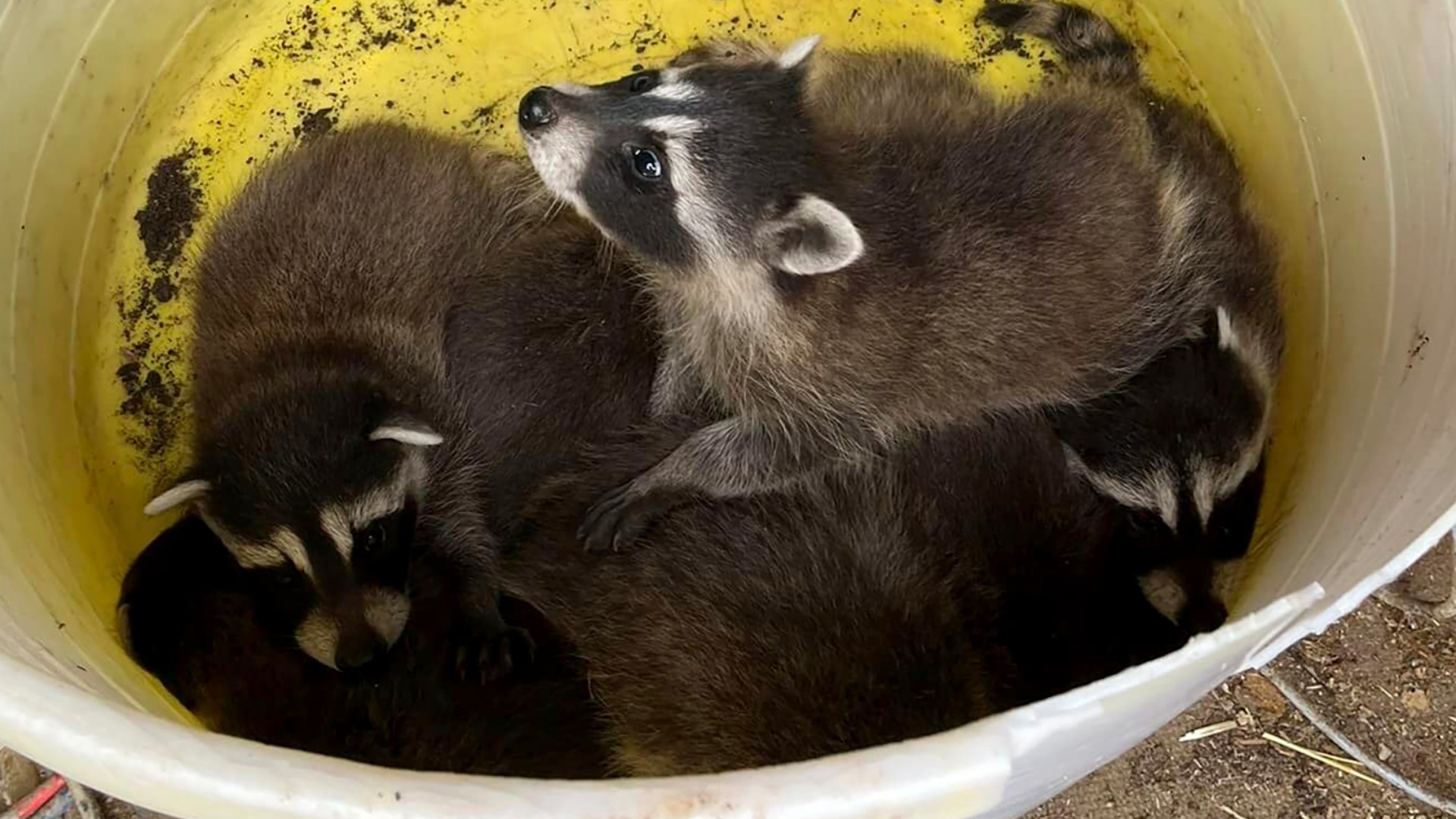 Baby raccoons saved by Utah demolition crew, adopted | wusa9.com