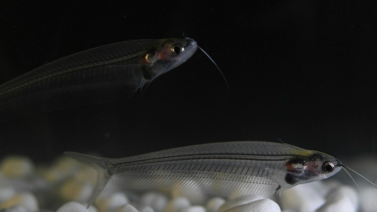 How the ghost catfish gets its rainbow shimmer | wusa9.com