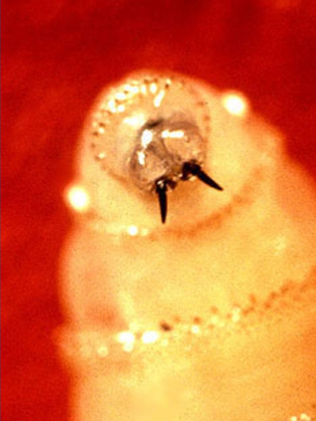 Flesh-eating fly nears US, triggering CDC health advisory | wusa9.com