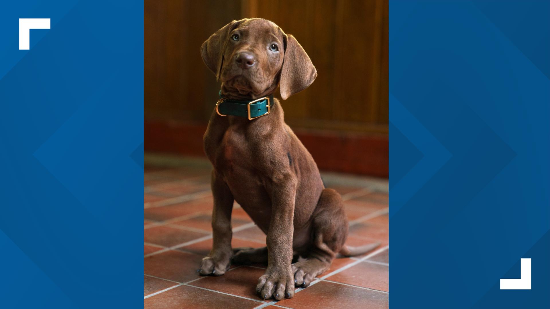 Netflix finds its Scooby-Doo for upcoming live-action series | wusa9.com