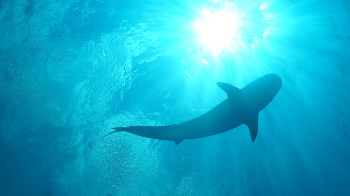 Russian man killed in shark attack in Egypt | wusa9.com