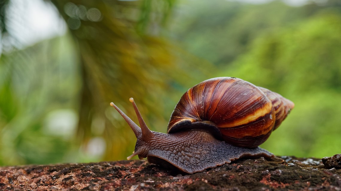 German customs finds slime, bags of giant African snails | wusa9.com