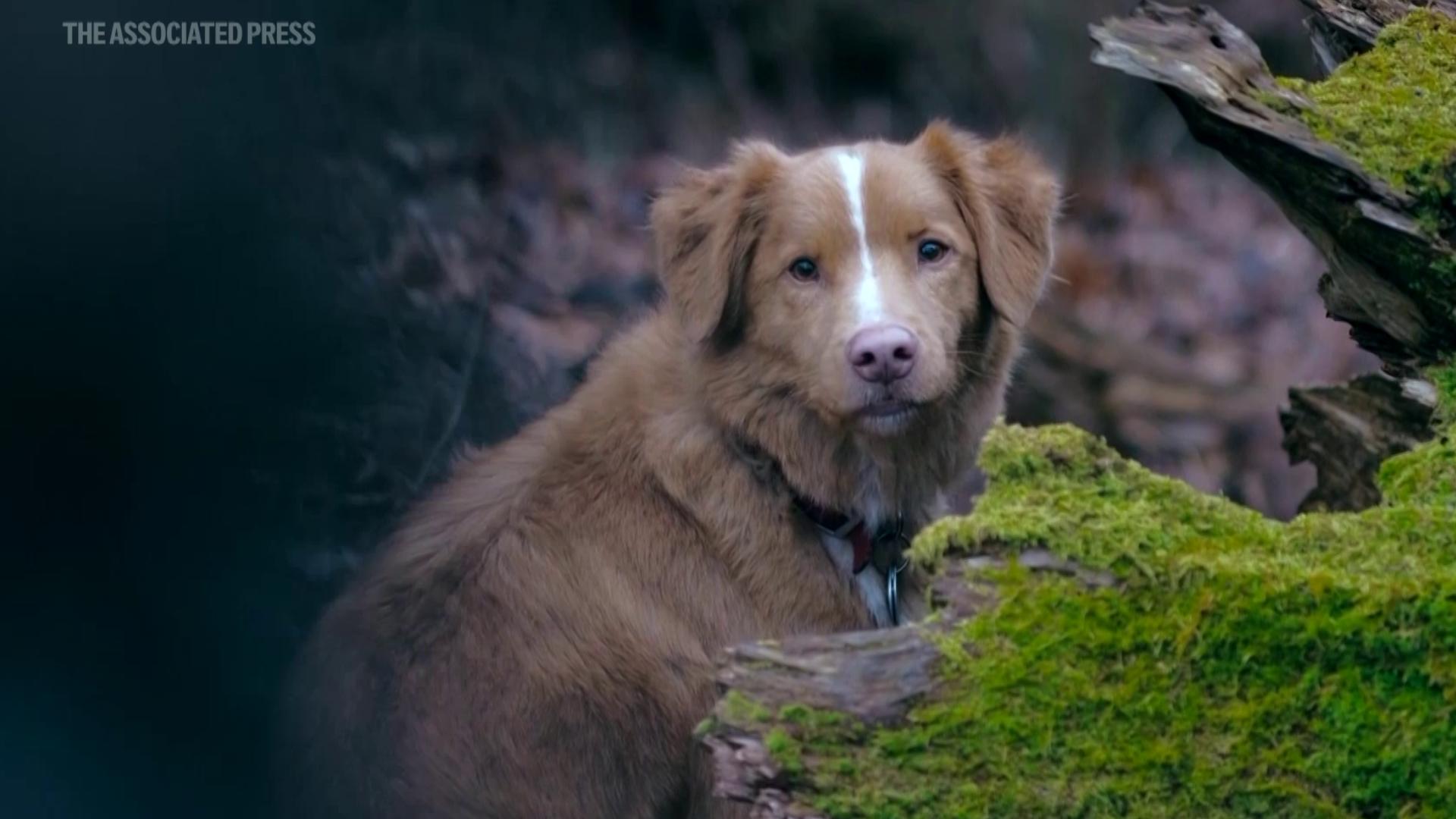 Dog actor Indy seeks Oscar nomination for 'Good Boy' | wusa9.com