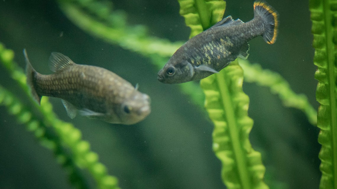 Mexican fish returns to wild after extinction from nature | wusa9.com