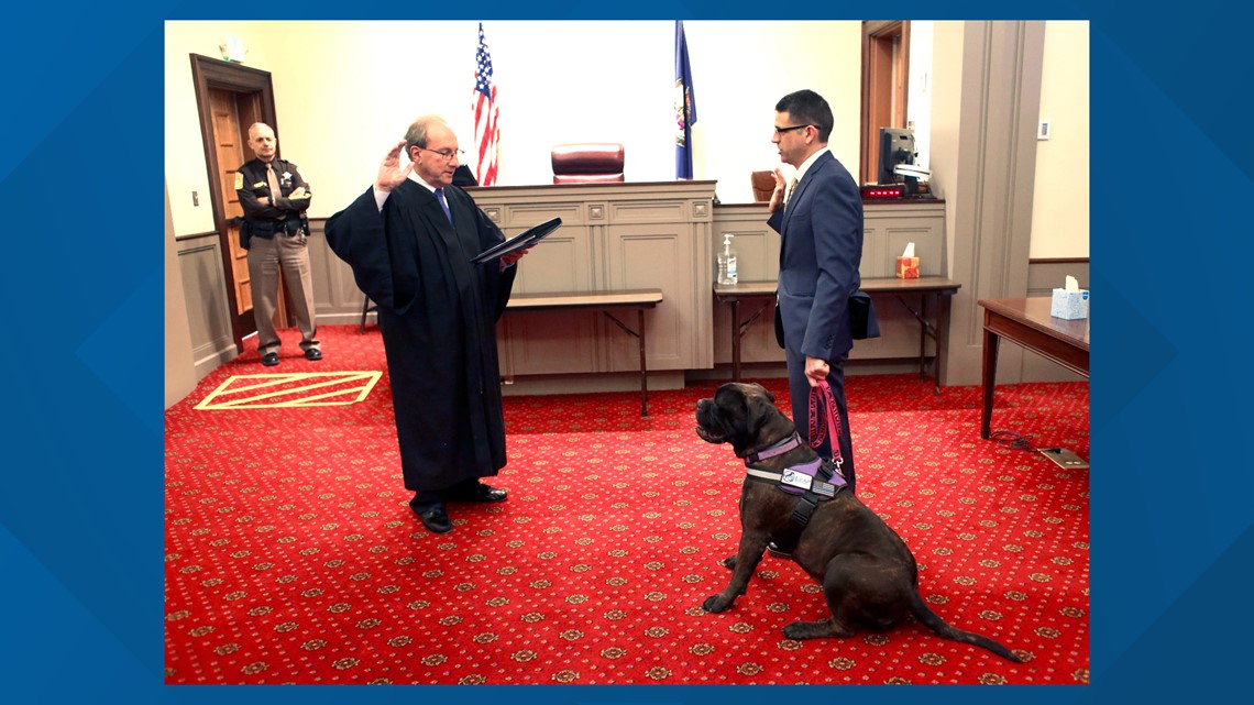 'Comfort' dogs at courthouses help calm witnesses | wusa9.com