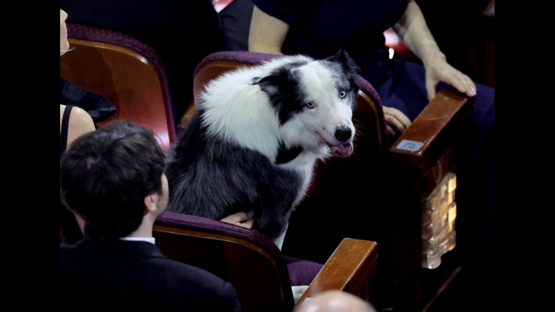 'Anatomy of a Fall' Dog Messi Is a True Star at the 2024 Oscars | wusa9.com