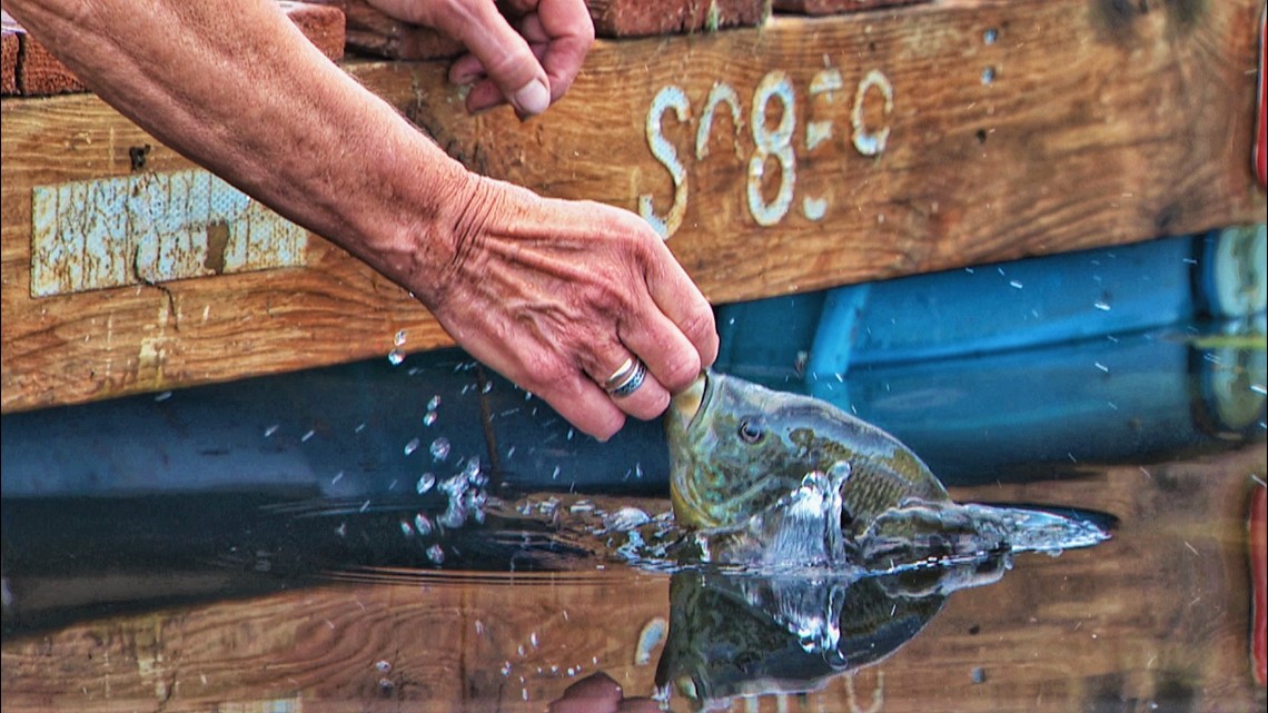 Dockside friendship between woman, sunfish reaches nine years | wusa9.com