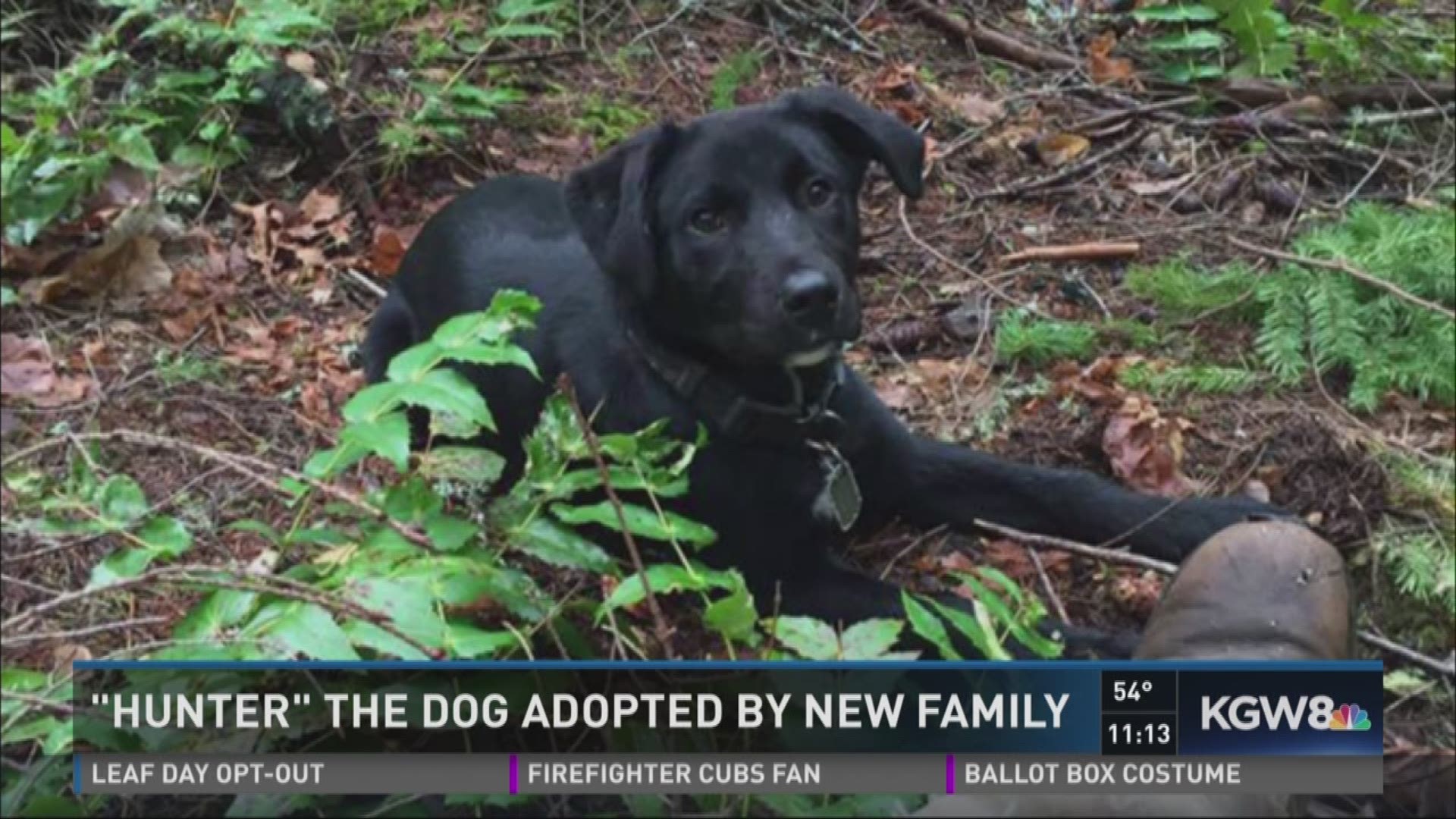 Hunter the dog finds a new family, again | wusa9.com