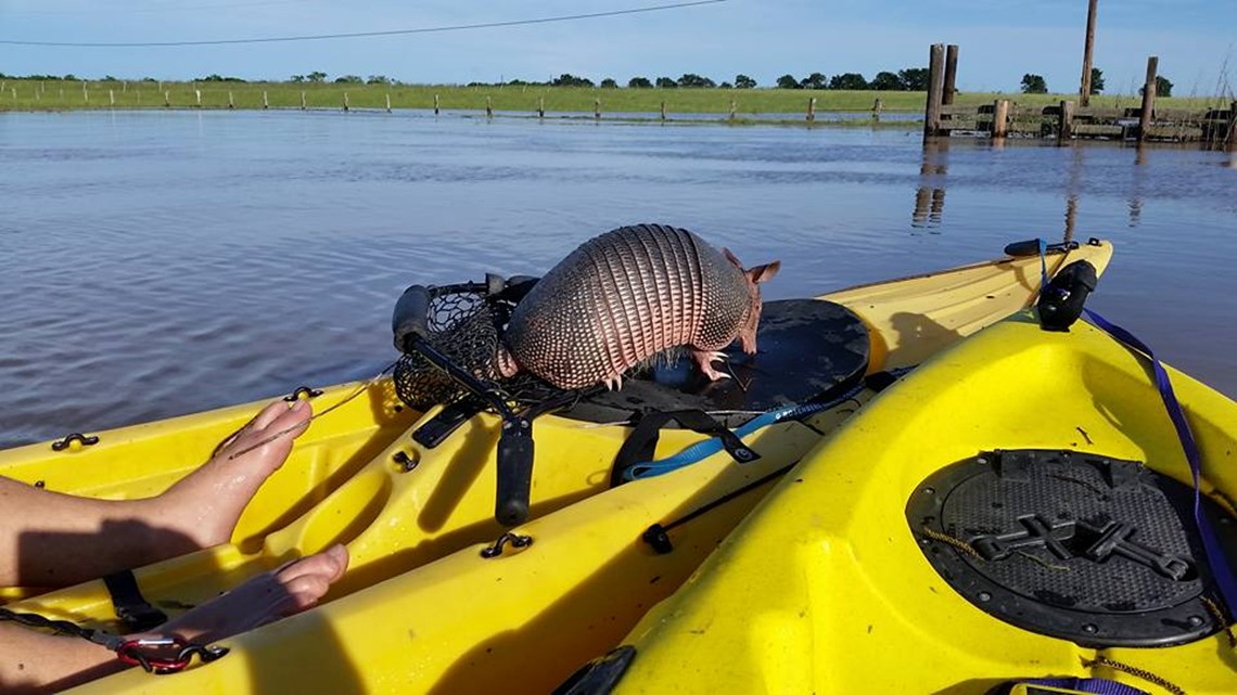 Kayakers rescue drowning armadillo from Wharton floodwaters | wusa9.com