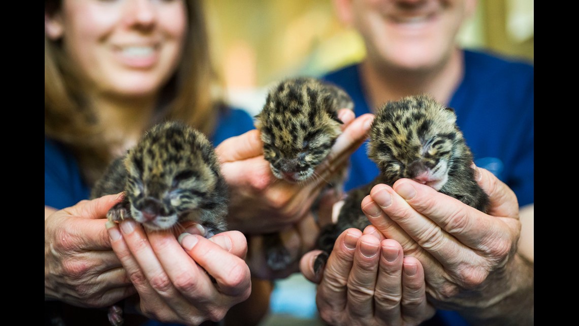 3 endangered clouded leopards born at Point Defiance Zoo | wusa9.com