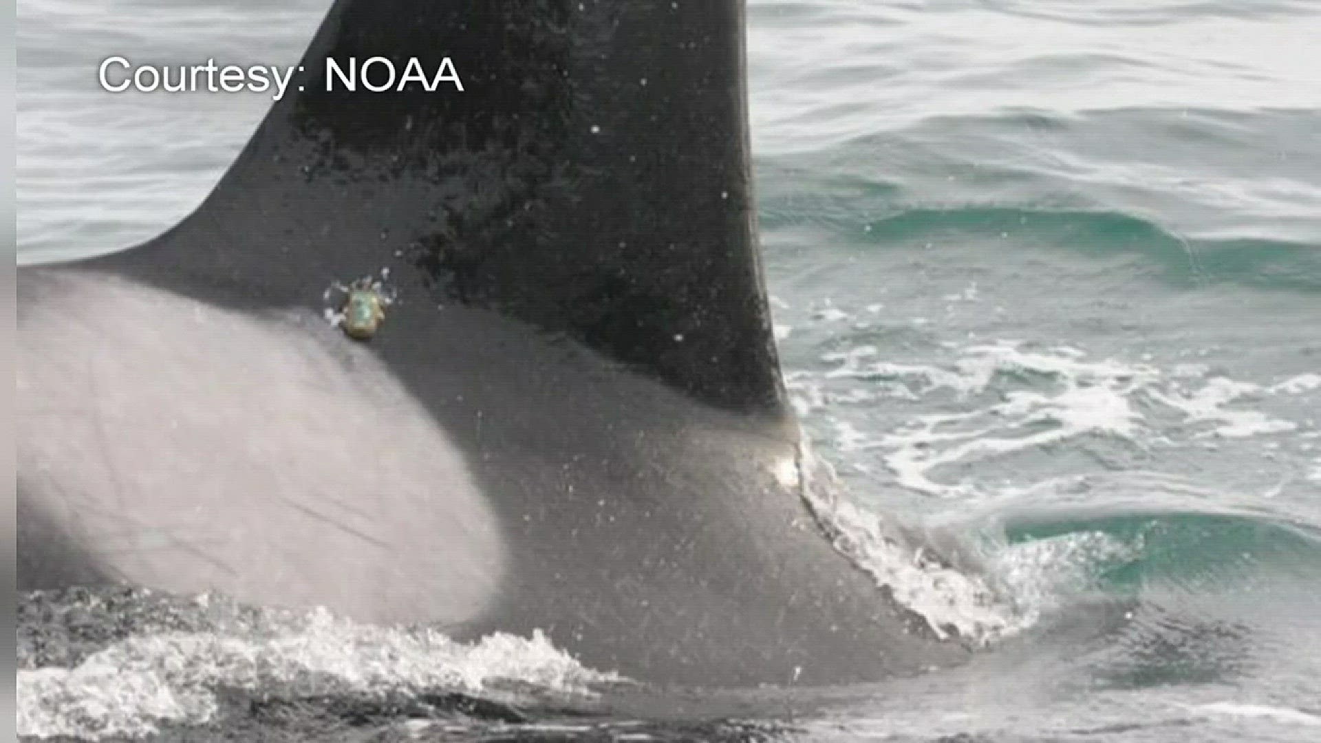 NOAA: Satellite tag infection killed orca | wusa9.com