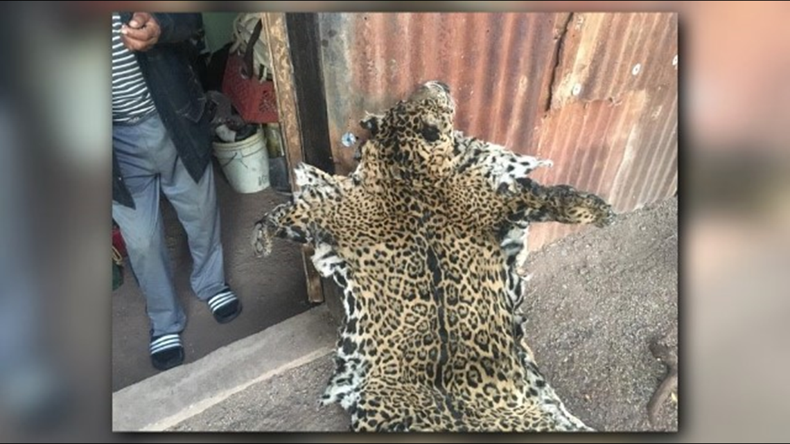 One of the last known wild jaguars roaming the US killed, officials say ...