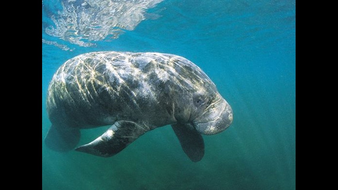 Manatee Appreciation Day: Celebrate with a visit in Florida | wusa9.com