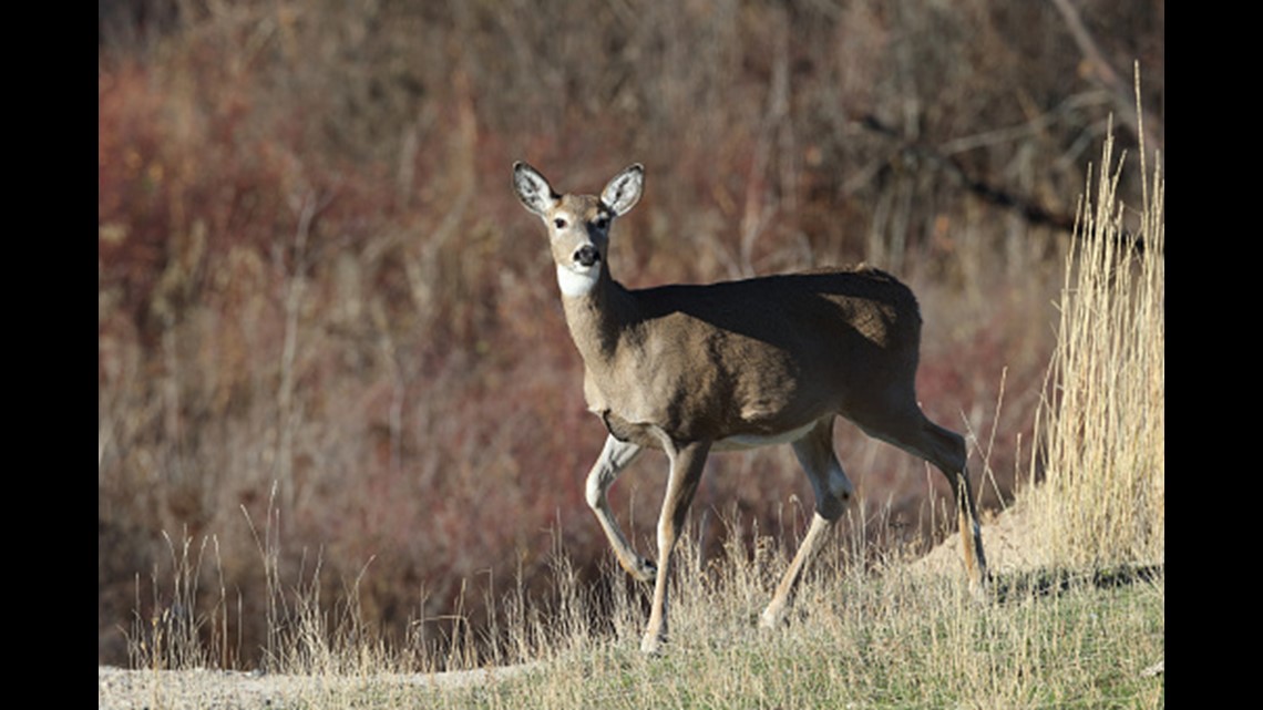 A deer totaled my car. Here's what to do if it happens to you | wusa9.com