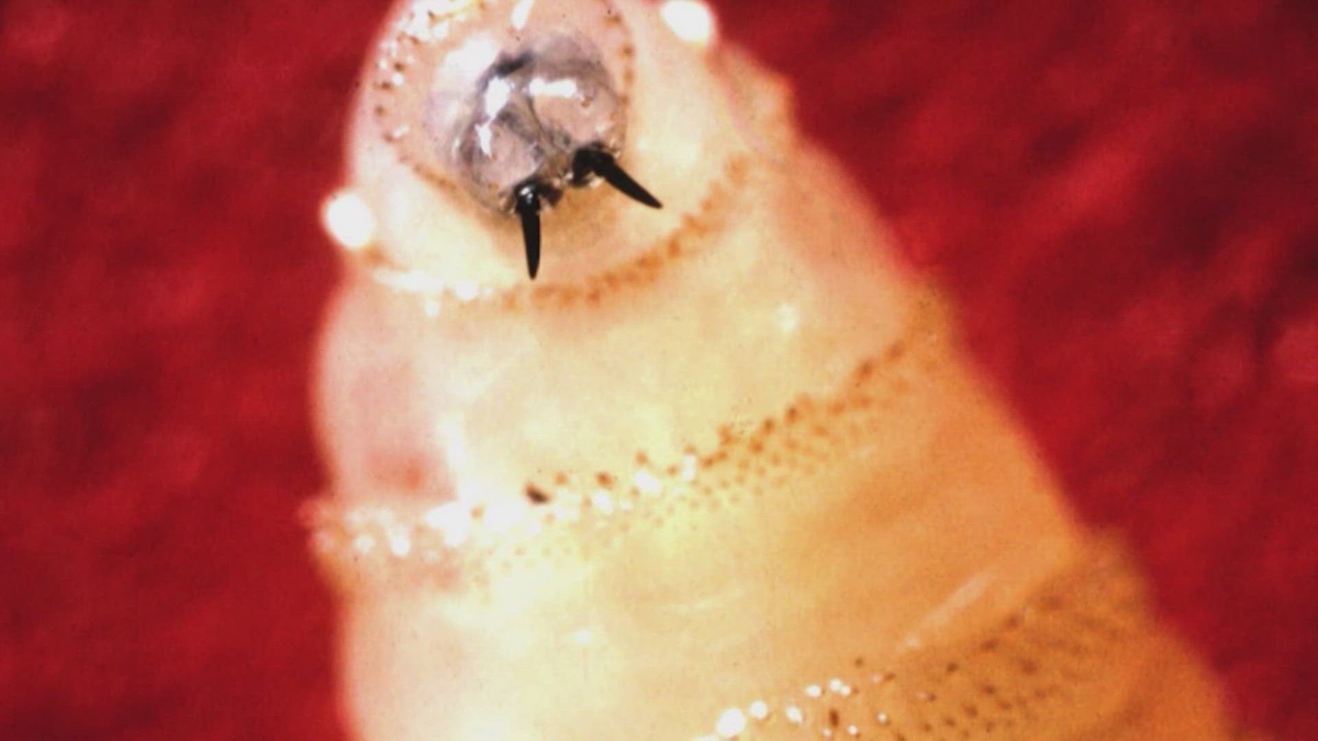 'High alert': Risk of screwworm landfall in US heightens as cases near ...