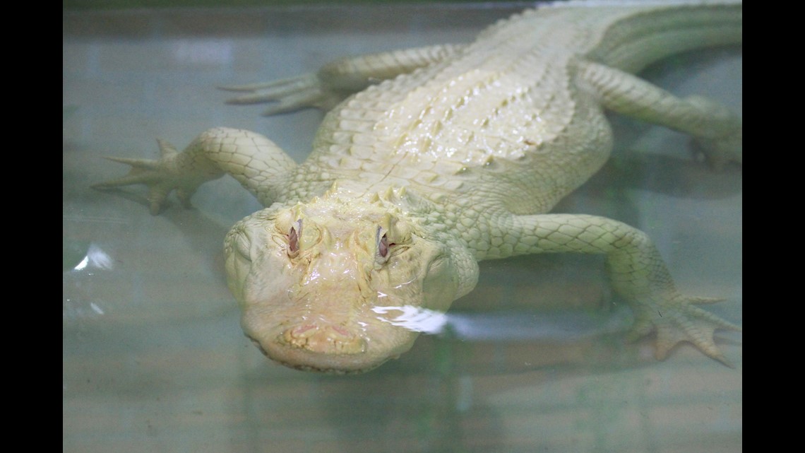 Blue lobsters and other uniquely-pigmented animals: Why it happens ...