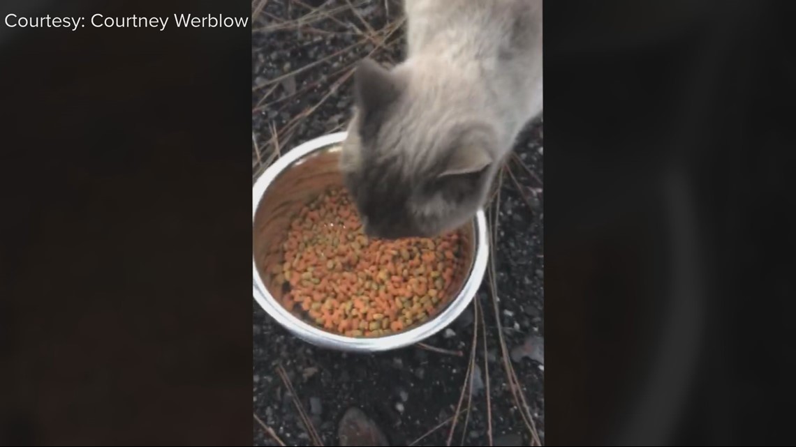 Family finds beloved cat alive a month after Camp Fire destroyed home ...