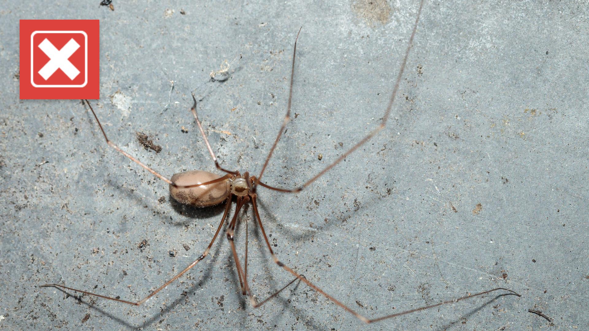 Rumor about dangerously venomous daddy-long-legs is a myth | wusa9.com