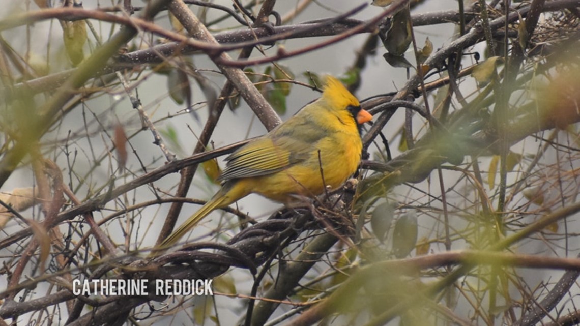 Rare '1-in-a-million' yellow cardinal spotted in Harriman, TN | wusa9.com