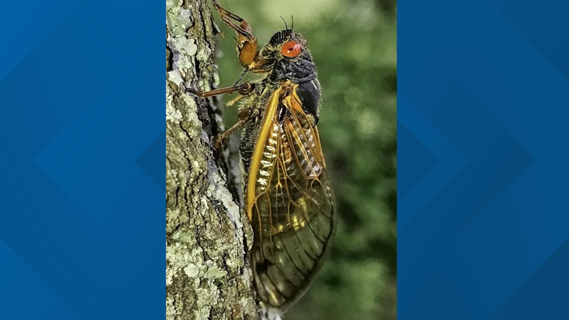 Police: Cicada causes car to crash in Cincinnati | wusa9.com