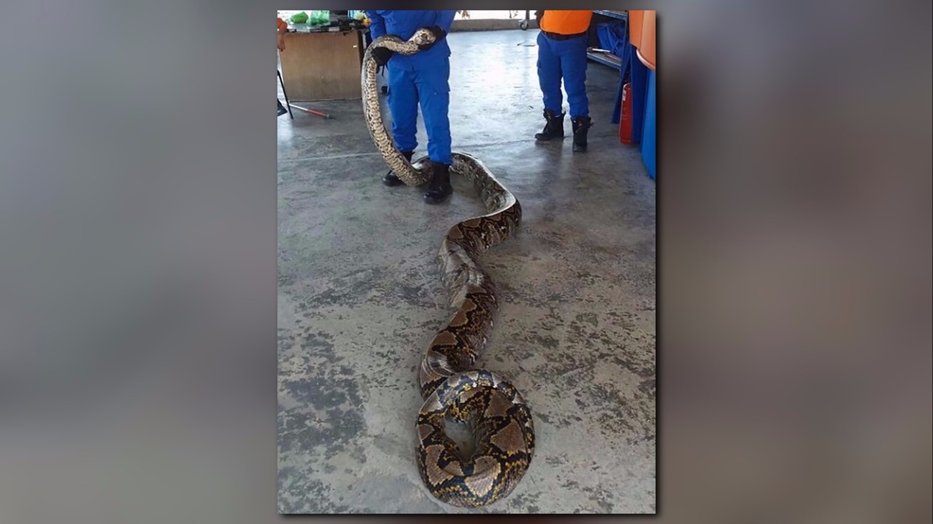 26-foot-long python might be longest snake ever caught | wusa9.com