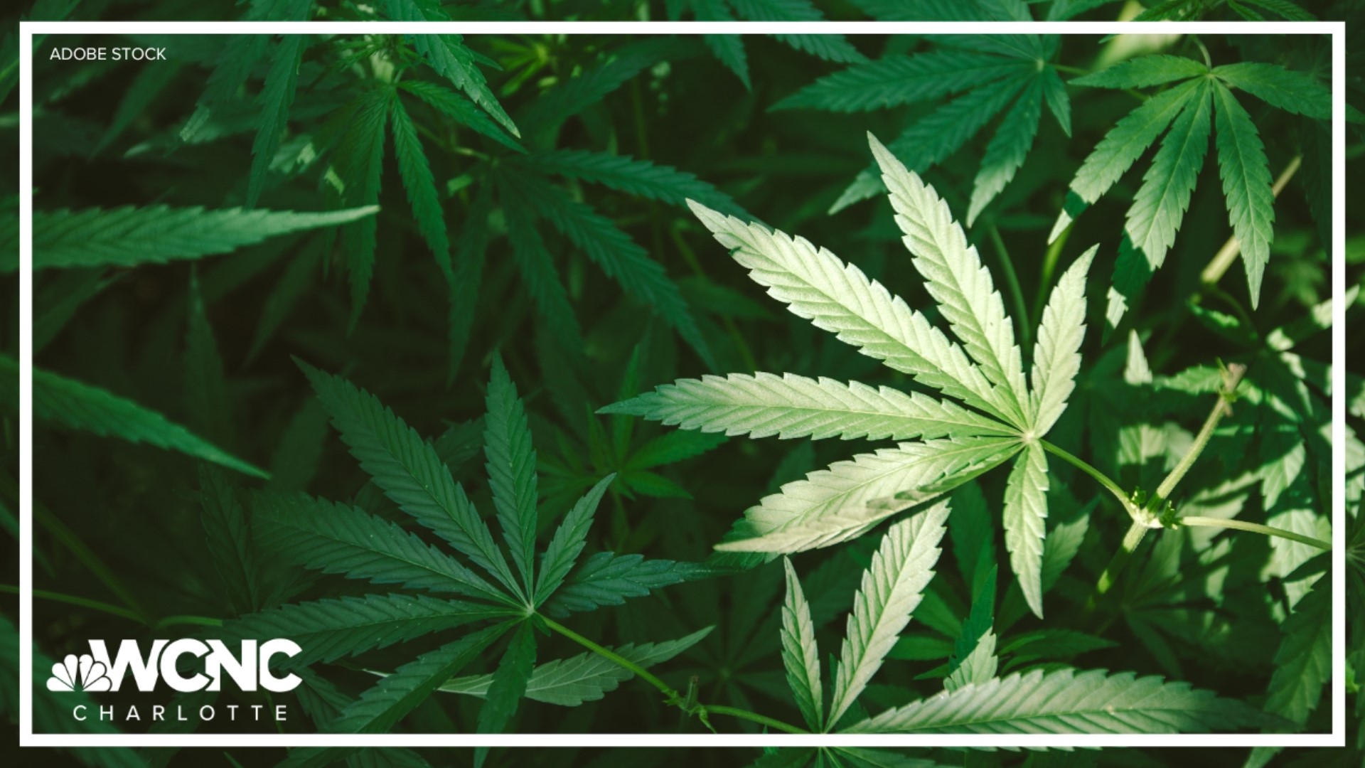 Marijuana reclassification meaning: What happens next | wusa9.com
