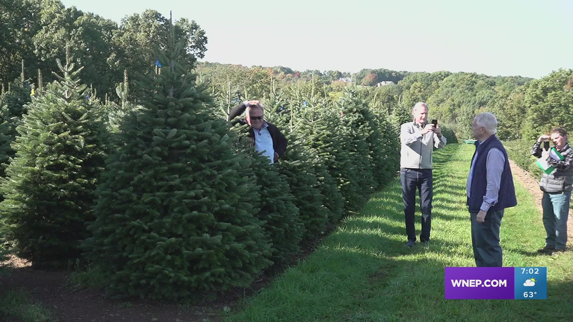 A tree in Schuylkill county will be showcased at the White House ...