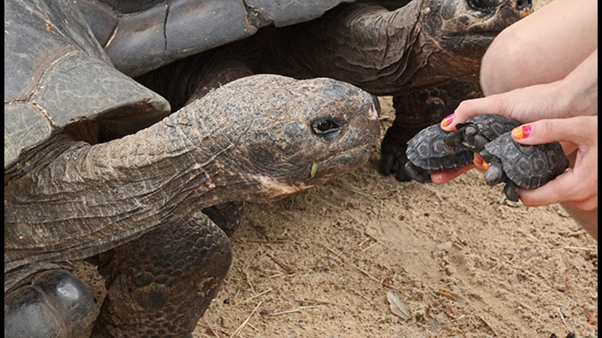 St. Augustine Alligator farm welcomes six baby endangered tortoises ...