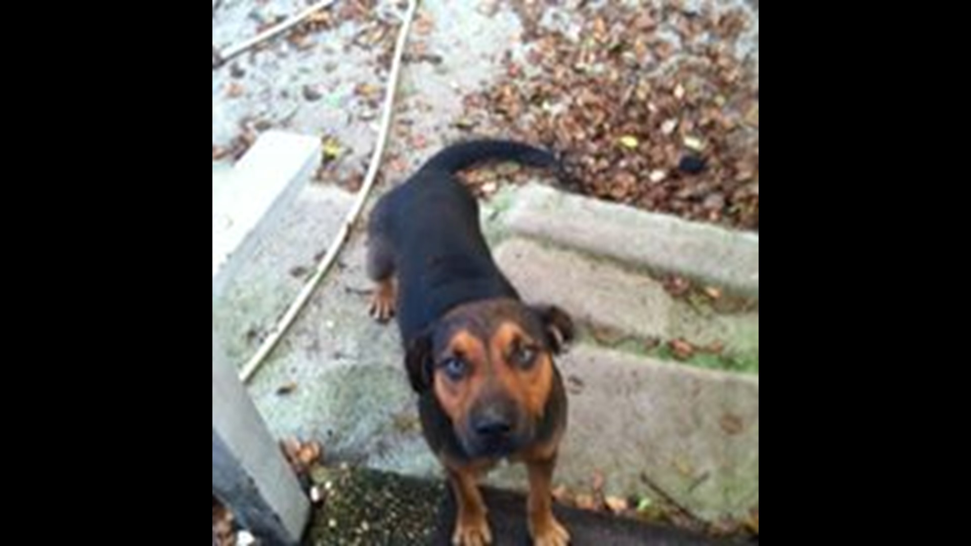 Dog chained to Brunswick home survives Hurricane Matthew | wusa9.com