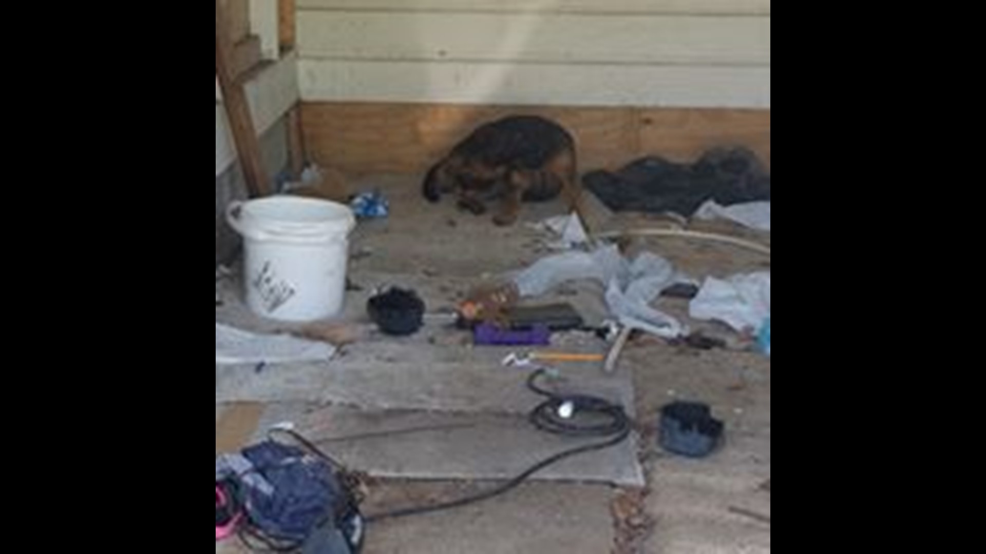 Dog chained to Brunswick home survives Hurricane Matthew | wusa9.com
