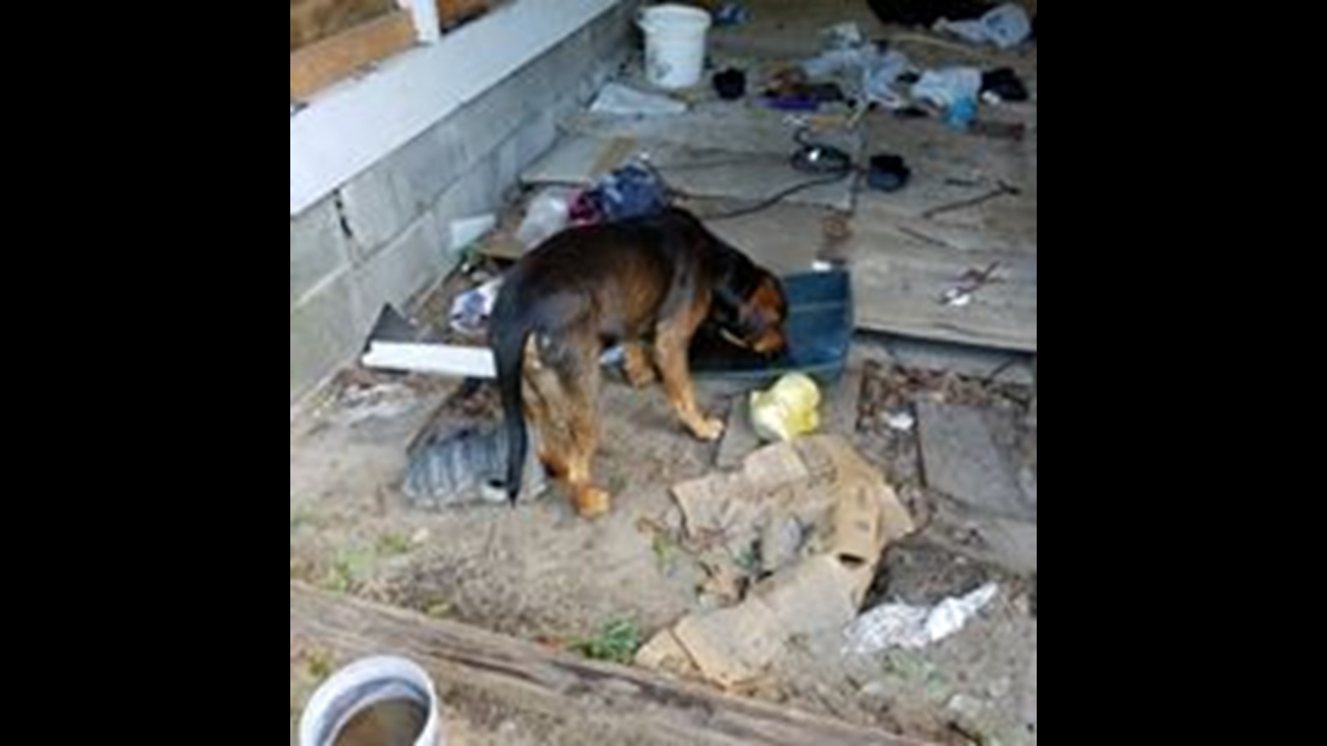Dog chained to Brunswick home survives Hurricane Matthew | wusa9.com
