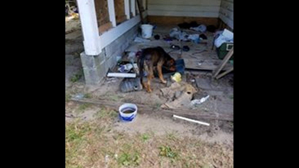 Dog chained to Brunswick home survives Hurricane Matthew | wusa9.com