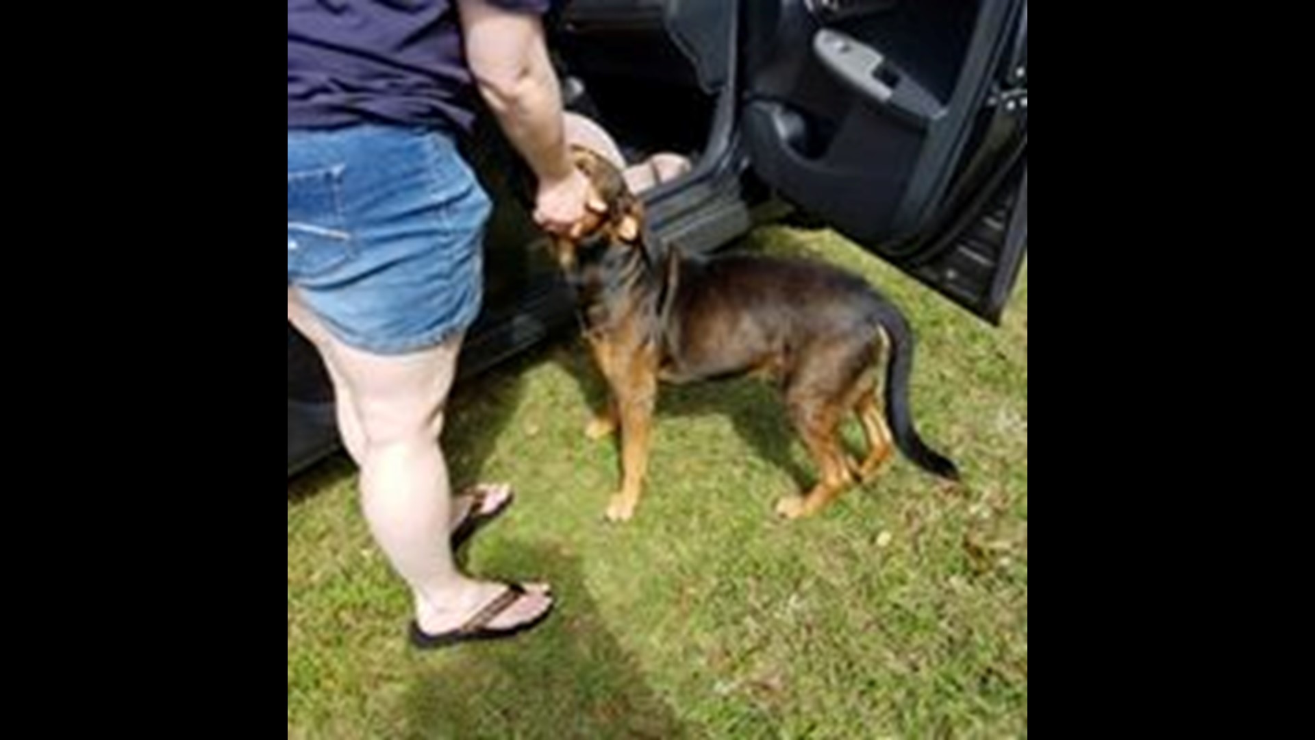 Dog chained to Brunswick home survives Hurricane Matthew | wusa9.com