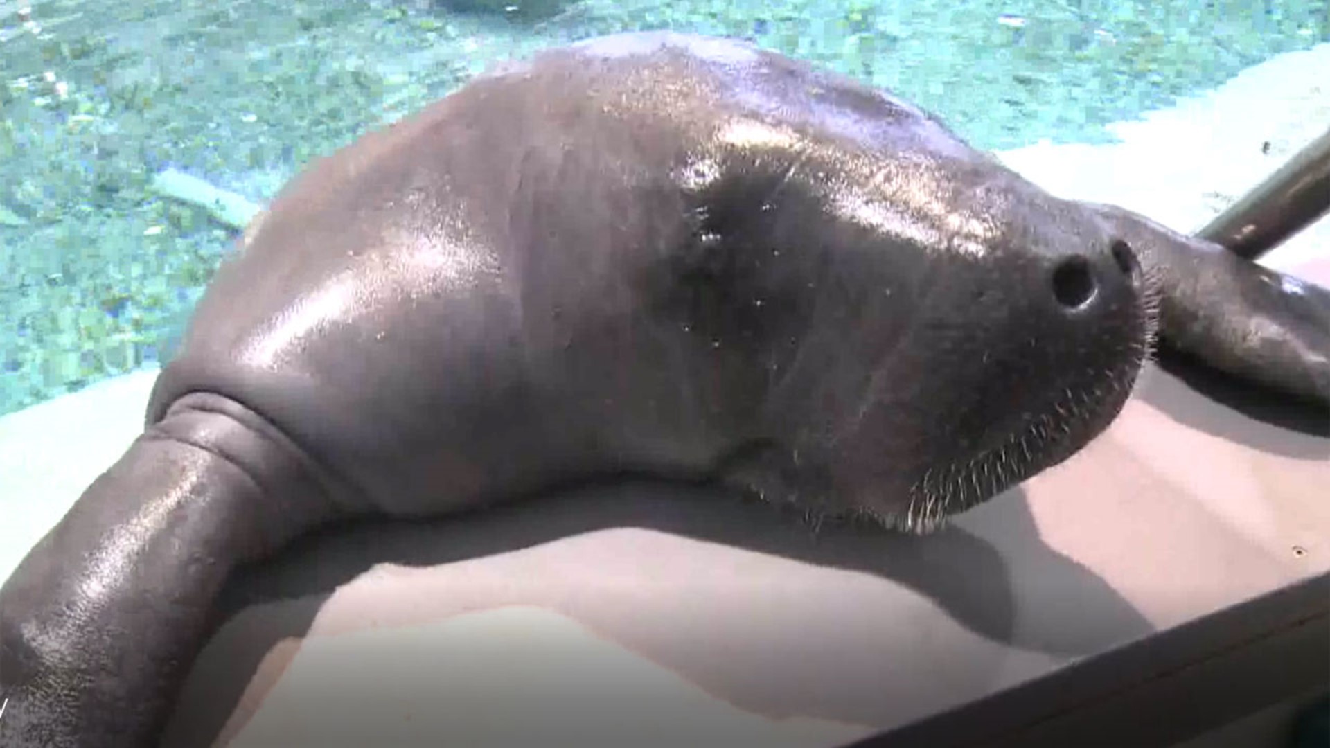 Snooty, the oldest known living manatee, dies in 'heartbreaking ...