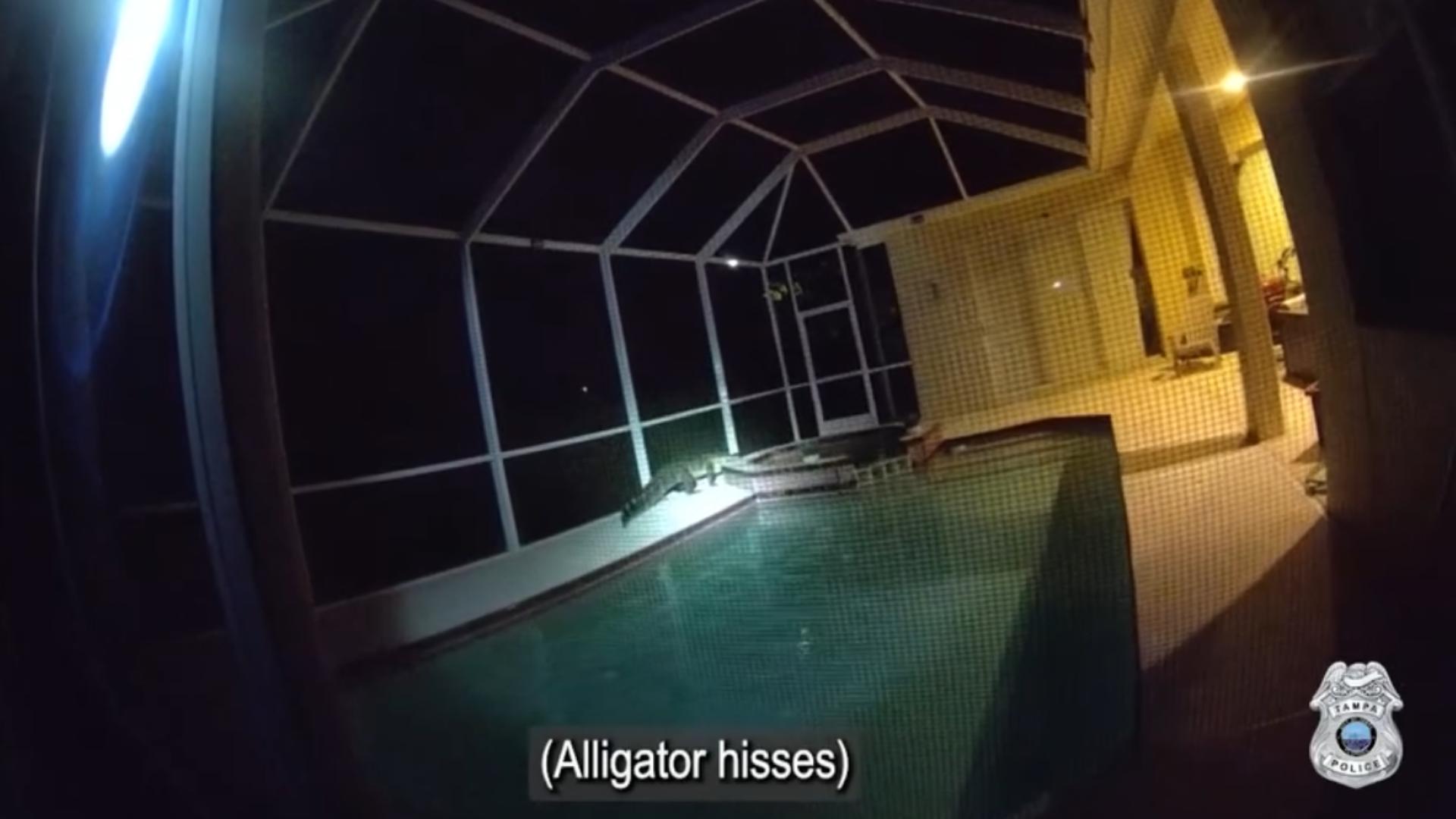 Alligator intruder caught on video after breaking into family's pool in ...