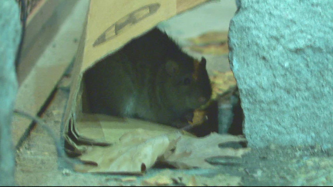 DC neighborhoods fed up with rat invasion - Nation Online