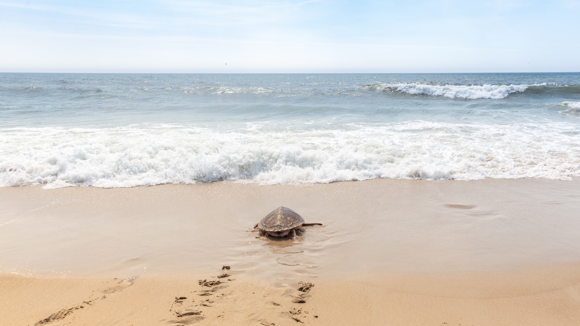 4 sea turtles released back into ocean by National Aquarium's rescue ...