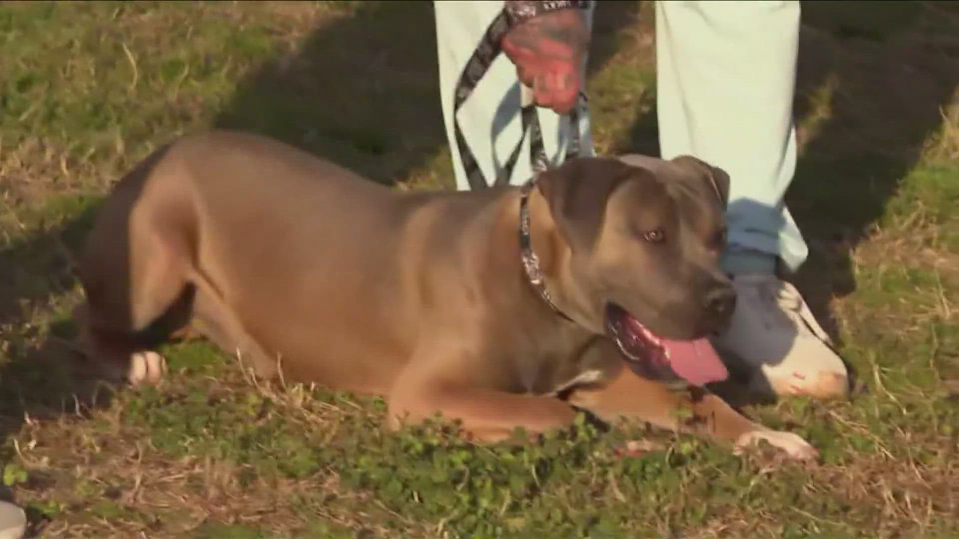 Pit bull ban lifted in Prince George's County after 27 years | wusa9.com