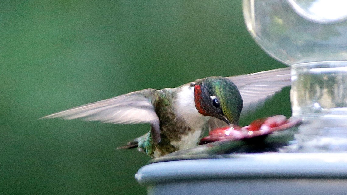 Ruby-Throated hummingbird migration delayed by Brood X cicadas? | wusa9.com