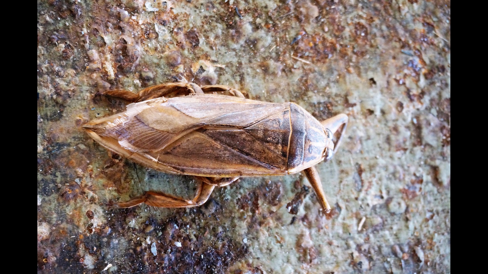 No, there's no new 'killer bug' going around spreading disease | wusa9.com