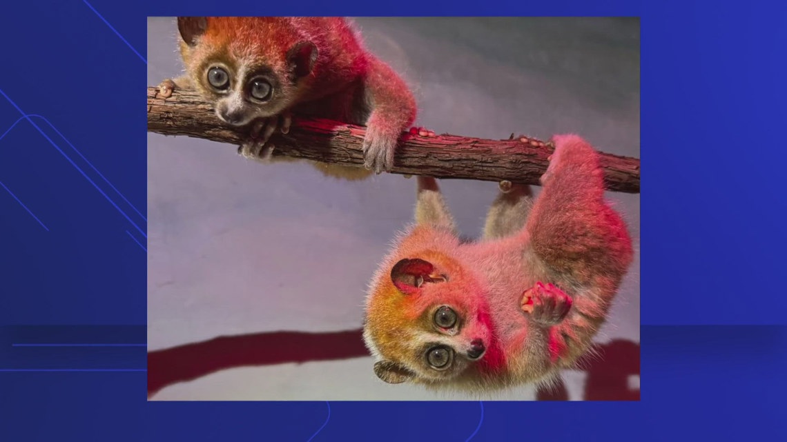 Meet Zuko and Azula, DC's new pygmy slow loris babies | wusa9.com
