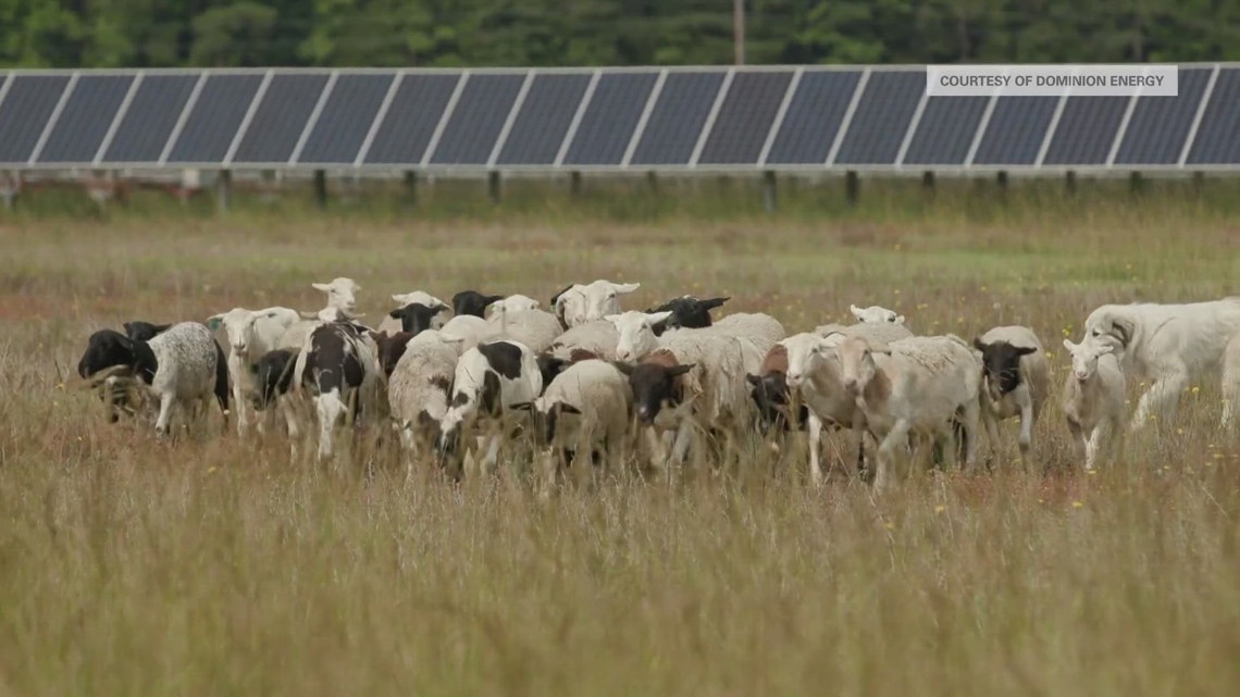 Dominion Energy hires 125 sheep to graze Virginia solar farm | wusa9.com